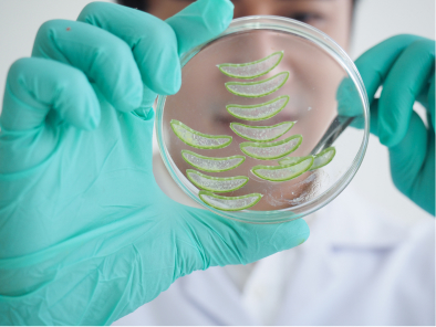 biotechnology-scientist-s-research-was-selecting-specimen-aloe-vera-be ...